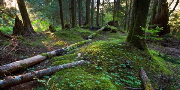 Sniper Path Selection and Stalking - Sniper Central